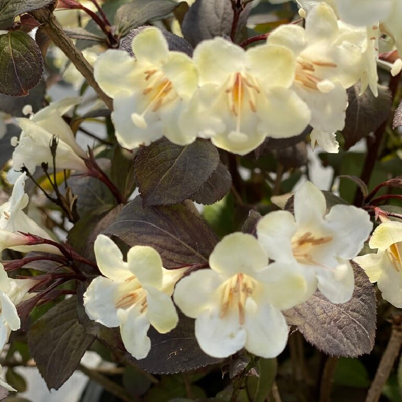 Midnight Sun™ Weigela | Plant Addicts