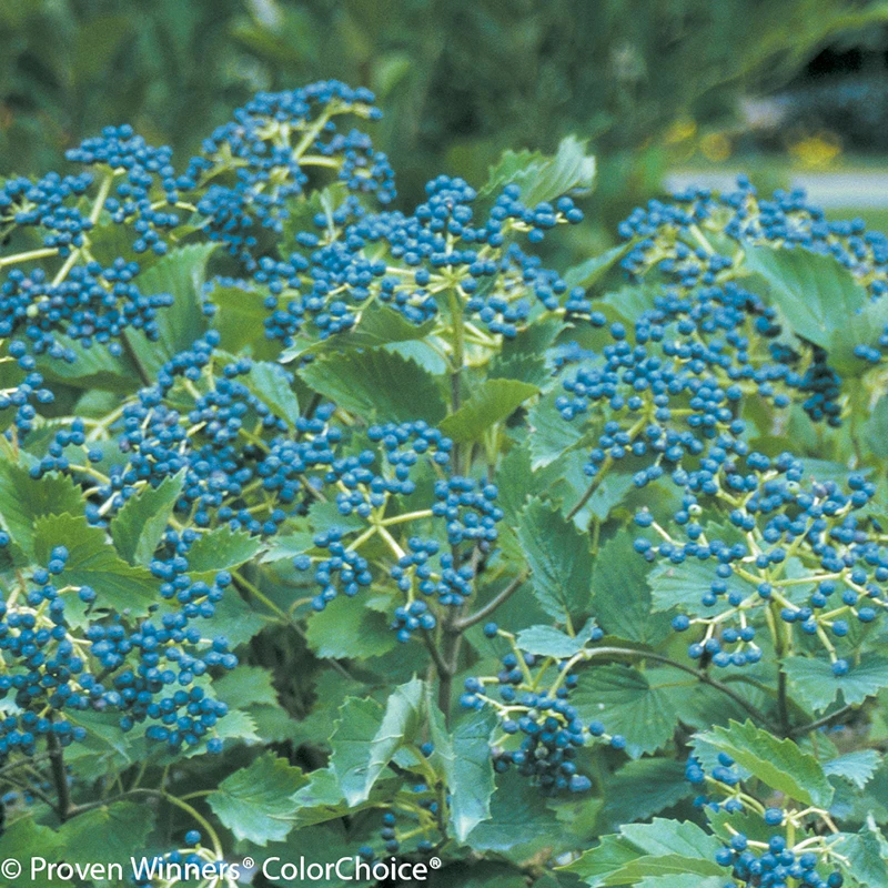 Coppertop Sweet Viburnum | PlantAddicts.com