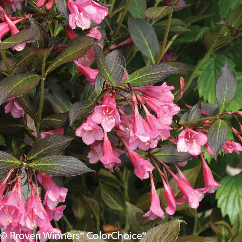 Wine & Spirits™ Weigela | Plant Addicts