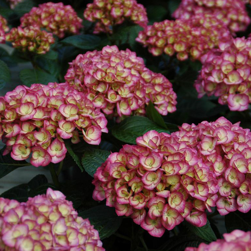 Dear Dolores Hydrangea | PlantAddicts.com