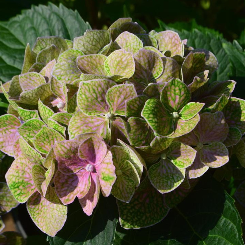 Abracadabra® Star Hydrangea | Plant Addicts