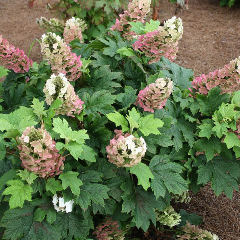 Pink Dynamo™ Mountain Hydrangea | Plant Addicts