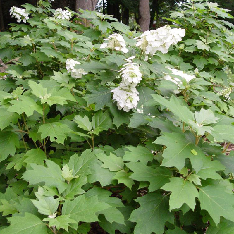 Jetstream™ Oakleaf Hydrangea | Plant Addicts
