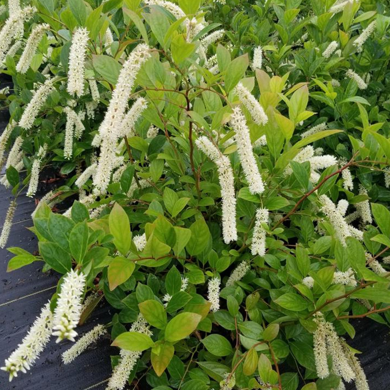 Fizzy Mizzy Sweetspire | Plant Addicts