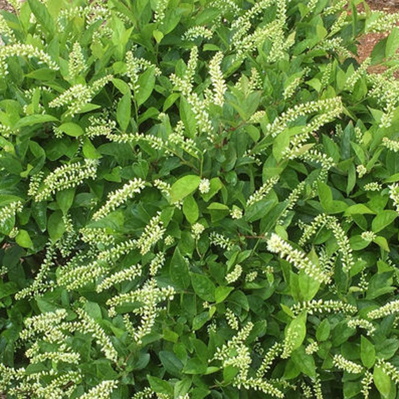 Little Henry® Sweetspire | Plant Addicts