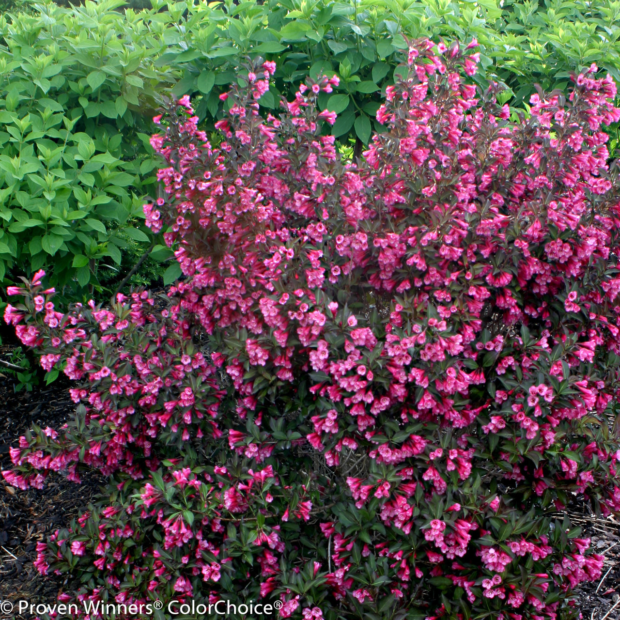 Wine and Roses® Weigela | Plant Addicts