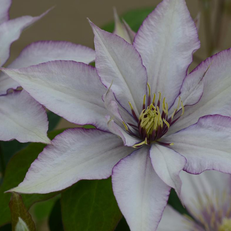 Clematis Plants | Plant Addicts