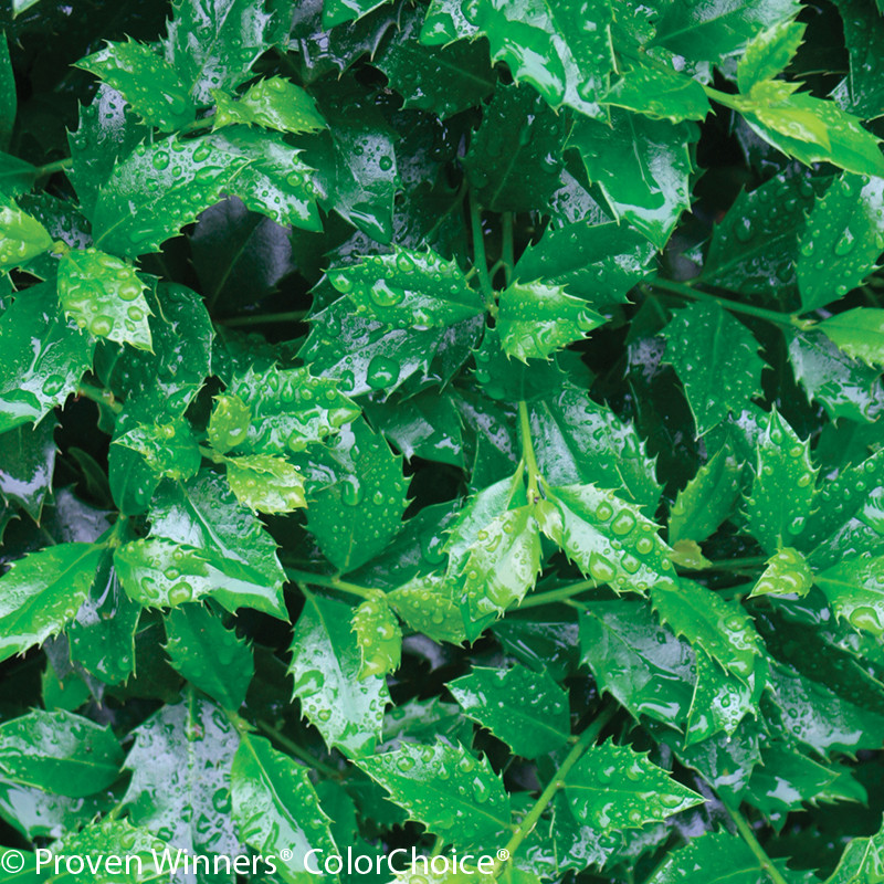 Castle Keep Blue Holly | Plant Addicts