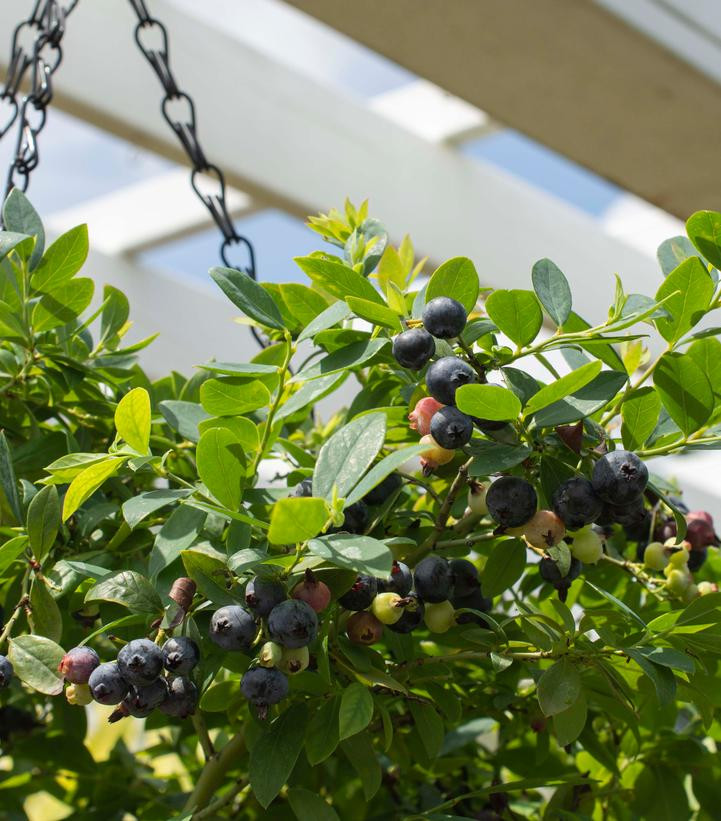 Sapphire Cascade Blueberry | Plant Addicts