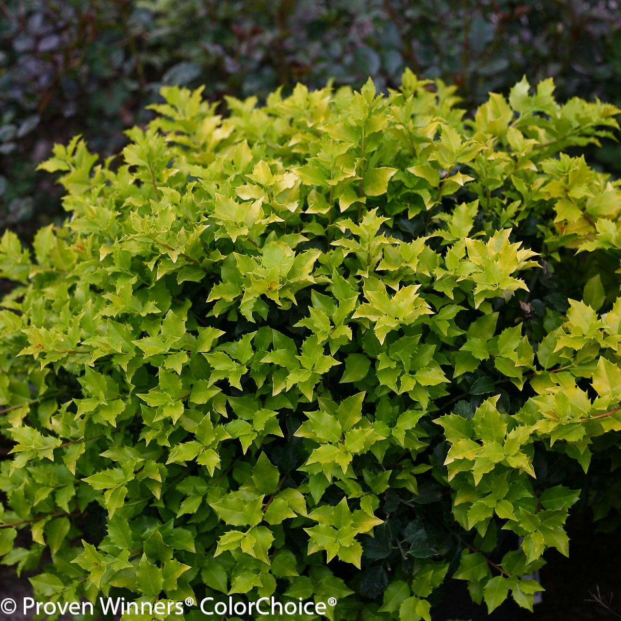Pharos Gold Blue Holly | Plant Addicts
