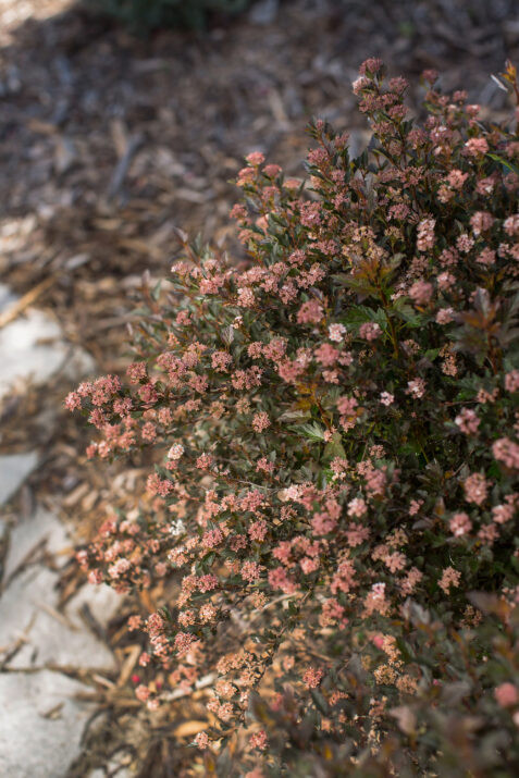 Little Devil Ninebark | Plant Addicts