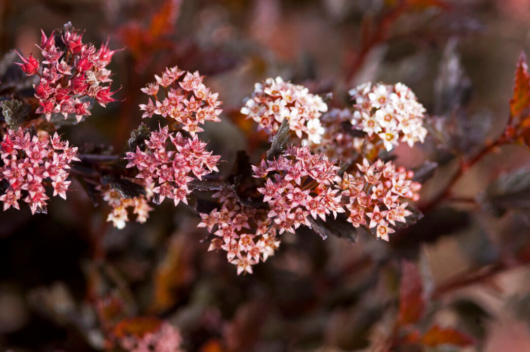 Little Devil Ninebark | Plant Addicts