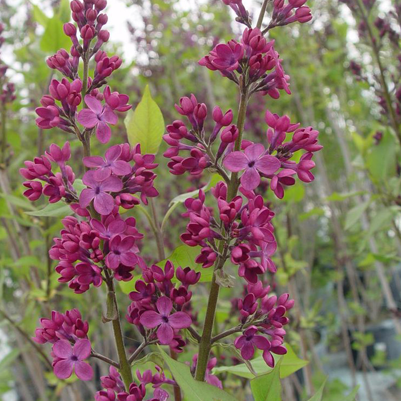 Pearl Potion™ Lilac | Plant Addicts