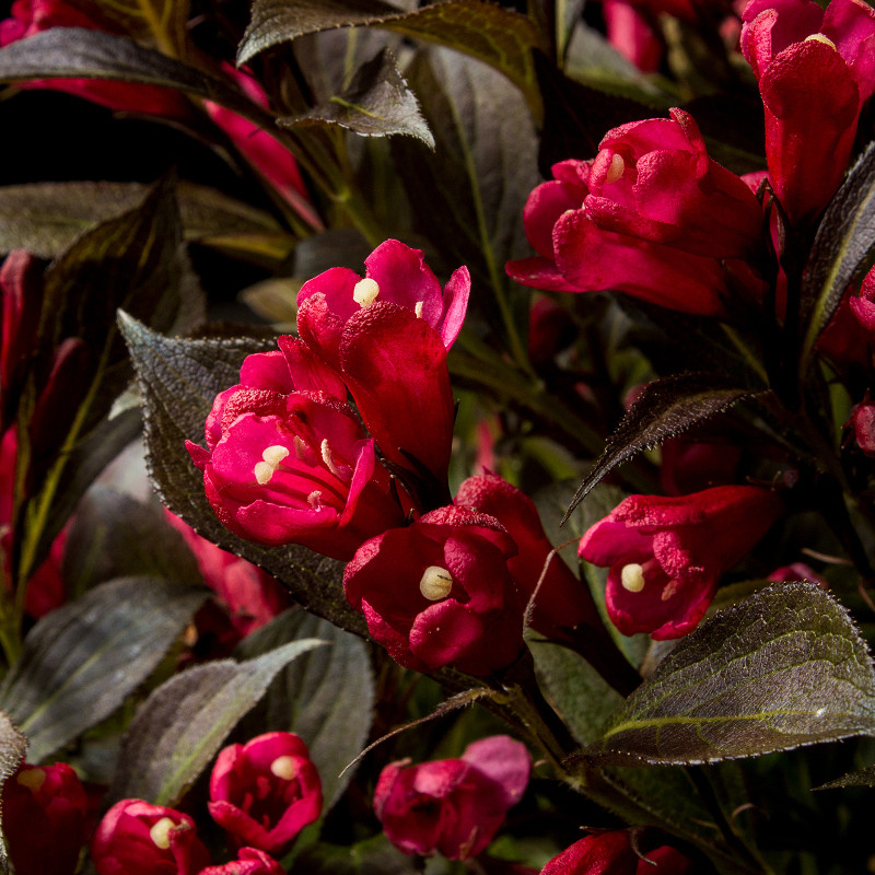 Maroon Swoon™ Weigela | Plant Addicts
