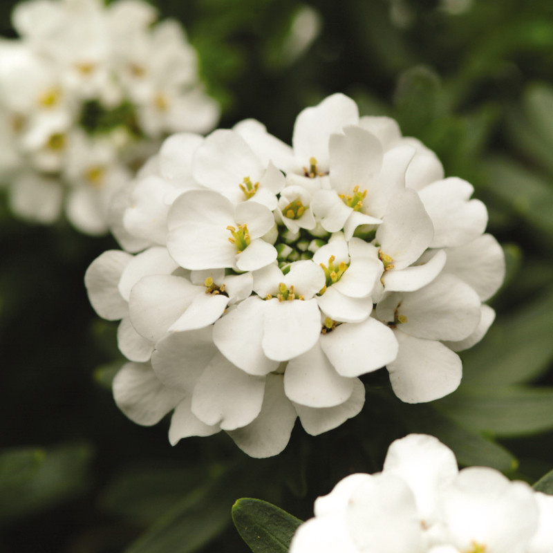 Alexander's White Candytuft | Plant Addicts