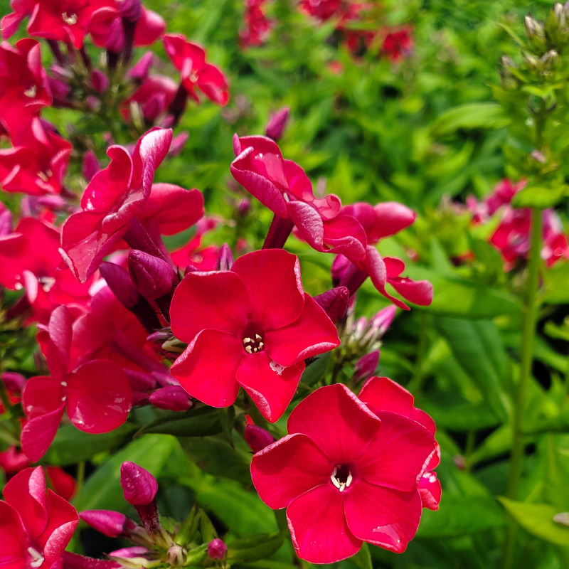Phlox Plants | Plant Addicts