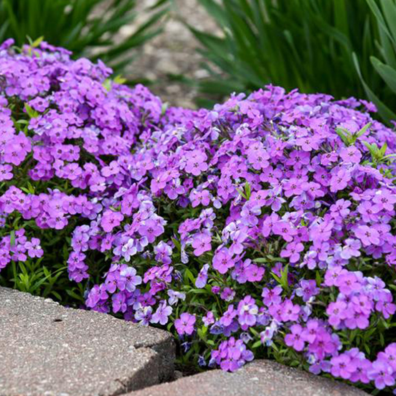 Spring Bling Ruby Riot Phlox | Plant Addicts