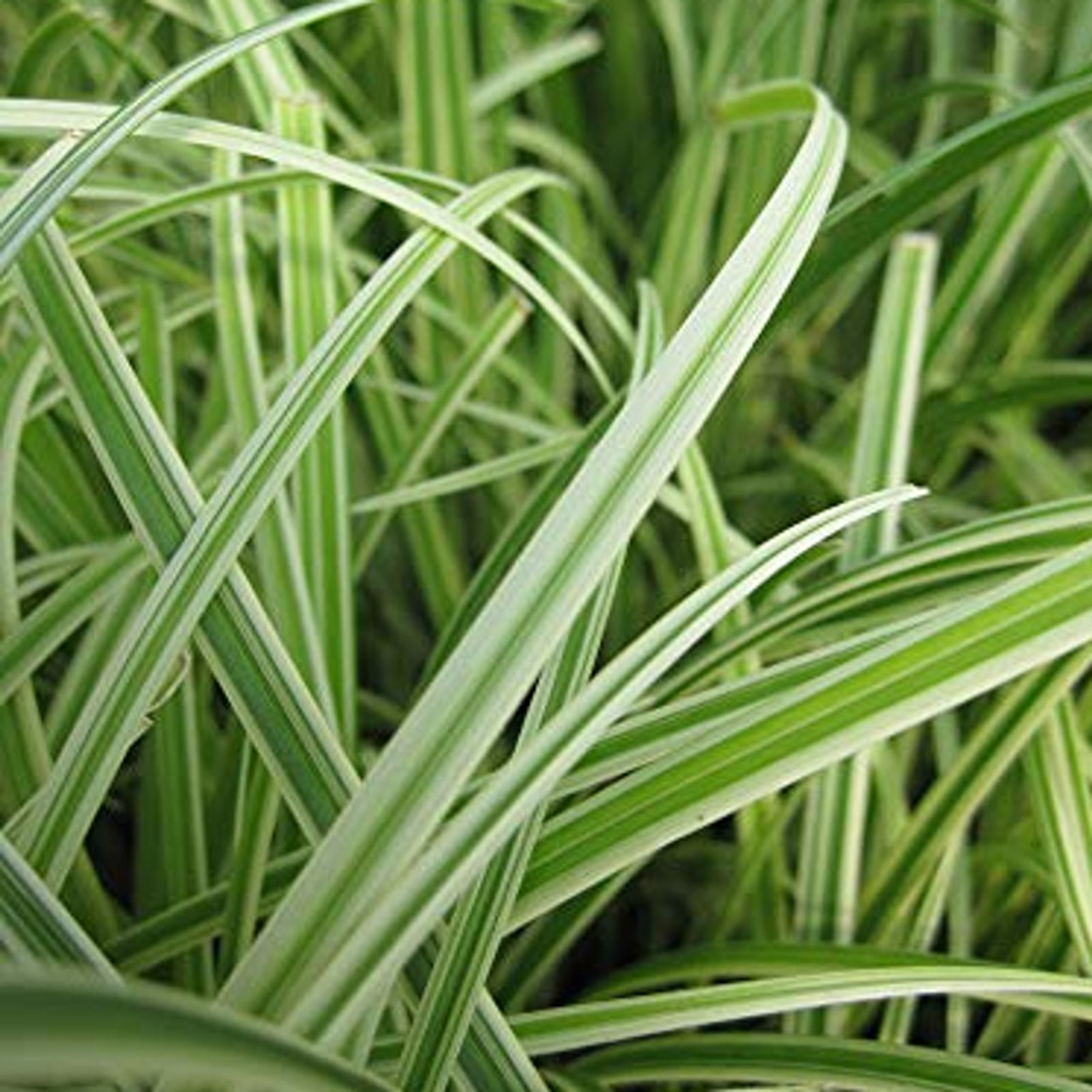 Appalachian Sedge Grass Plant Addicts appalachian-sedge-grass-plant-addicts