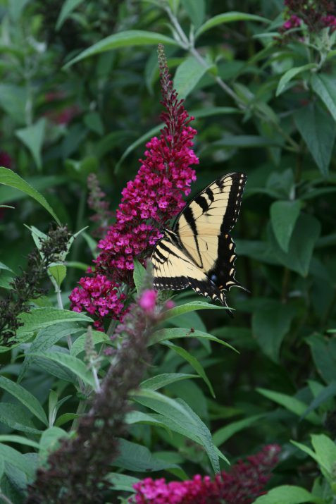 Funky Fuchsia™ Butterfly Bush | Plant Addicts
