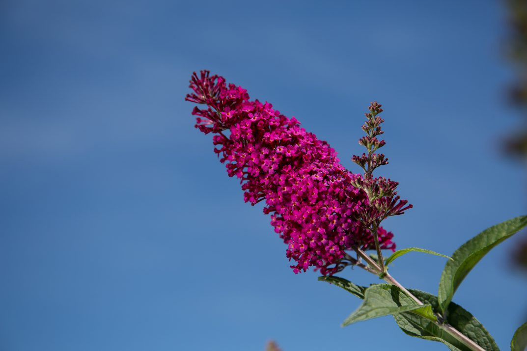 Funky Fuchsia™ Butterfly Bush | Plant Addicts
