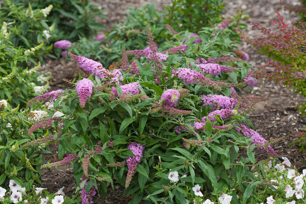 Pugster Pink® Butterfly Bush | Plant Addicts