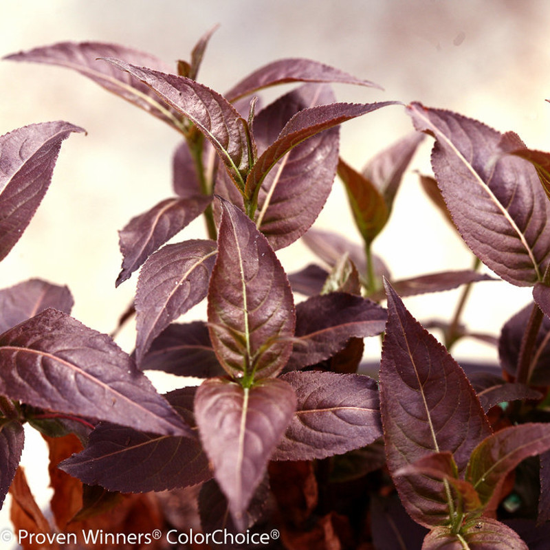 Kodiak® Fresh™ Diervilla | Plant Addicts