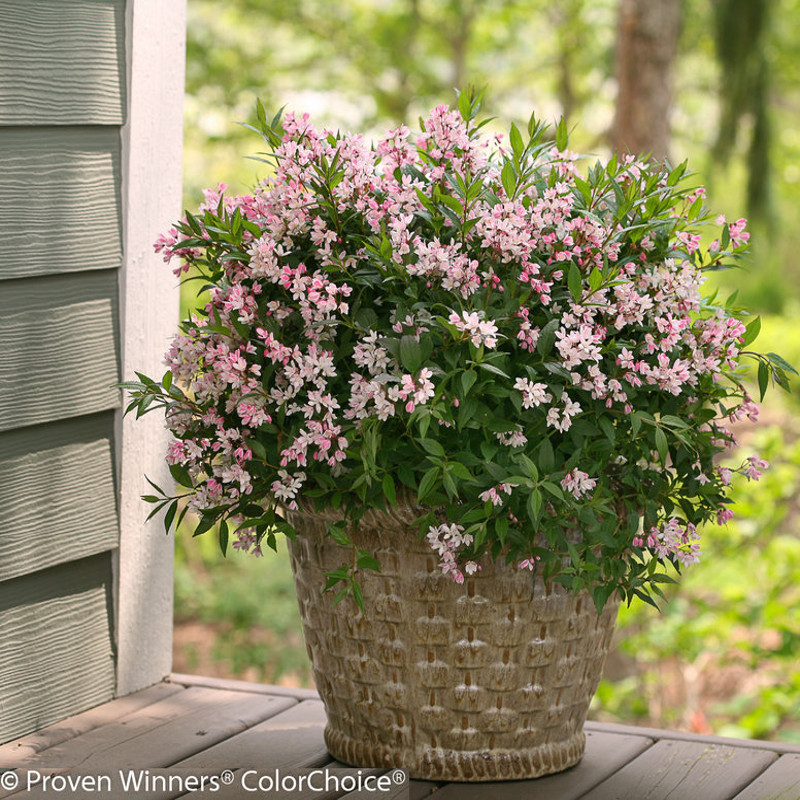 Yuki Snowflake® Deutzia | Plant Addicts