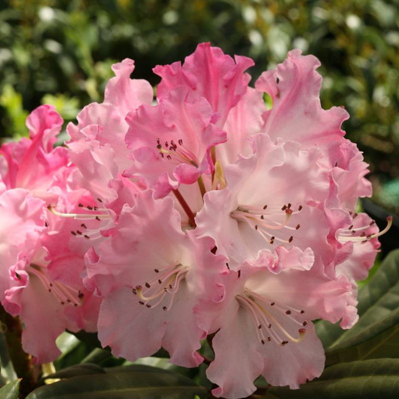 Dandy Man Pink Rhododendron | Plant Addicts