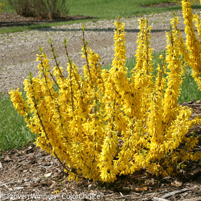 Show Off Starlet Forsythia | Plant Addicts