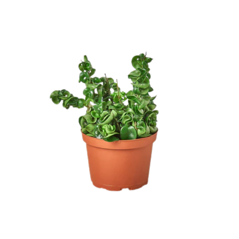 Austral Gem Fern | Plant Addicts
