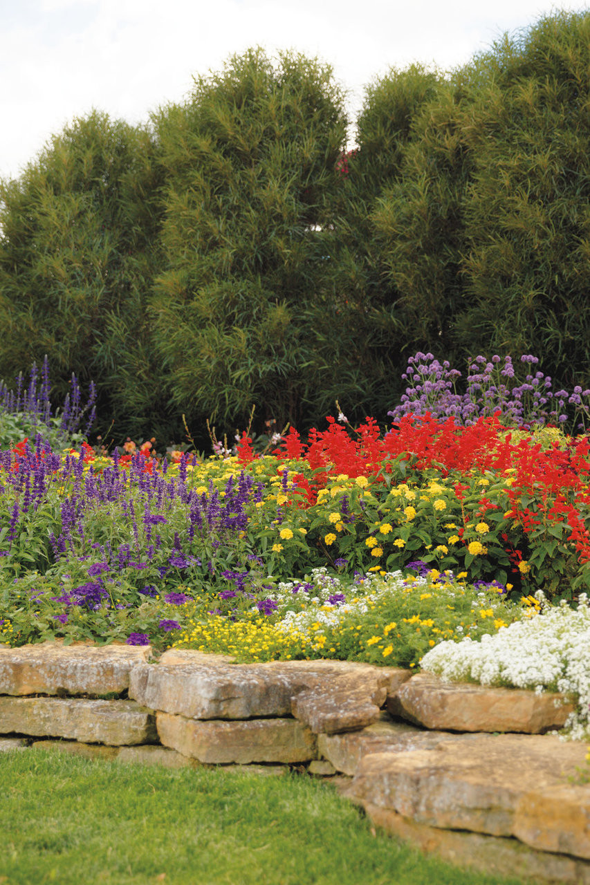 Fine Line® Buckthorn | Plant Addicts