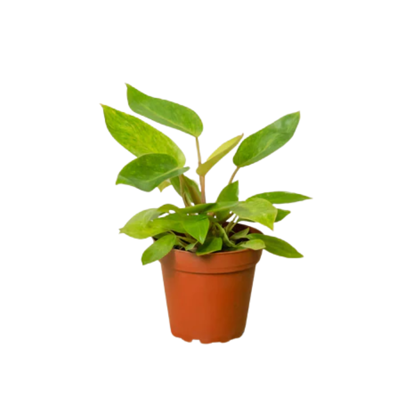 Lickety Split Philodendron | Plant Addicts