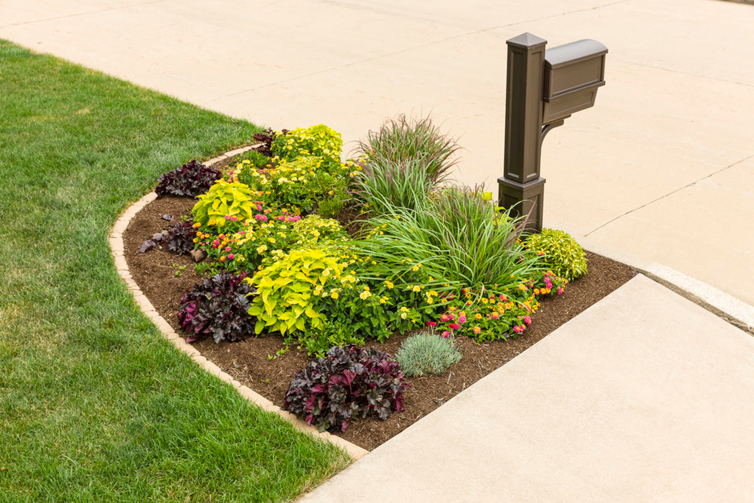 Prairie Winds® Cheyenne Sky Switch Grass Plant Addicts