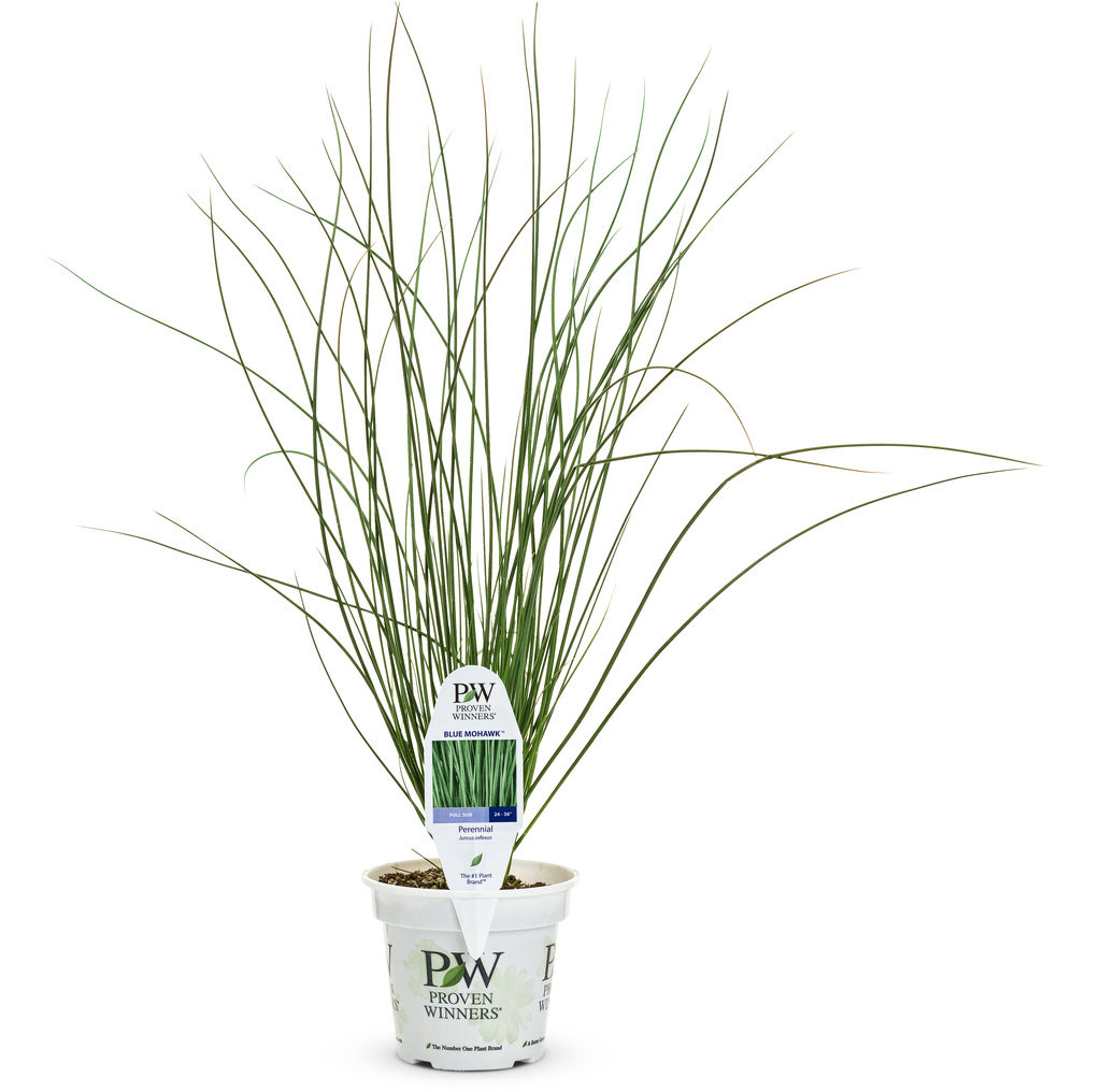 Graceful Grasses® Blue Mohawk® Soft Rush | Plant Addicts