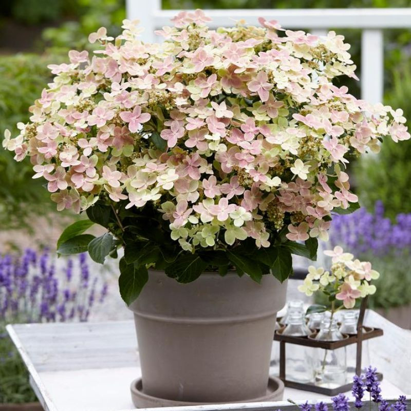 Early Evolution Hydrangea | Plant Addicts