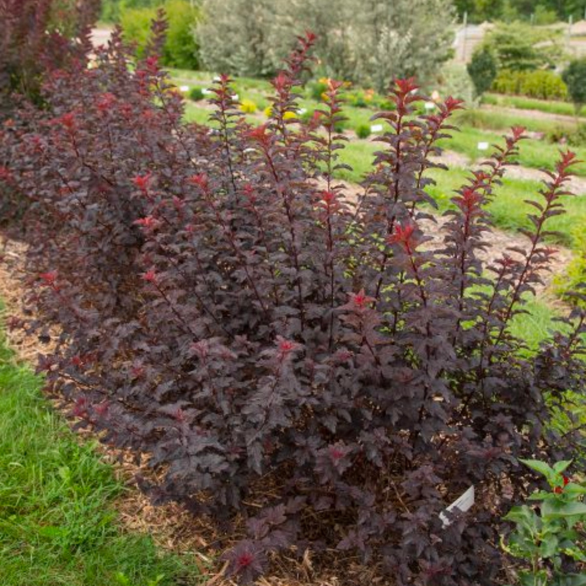 Fireside® Ninebark | Plant Addicts