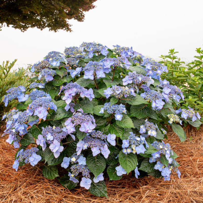 Cherry Explosion Hydrangea | Plant Addicts