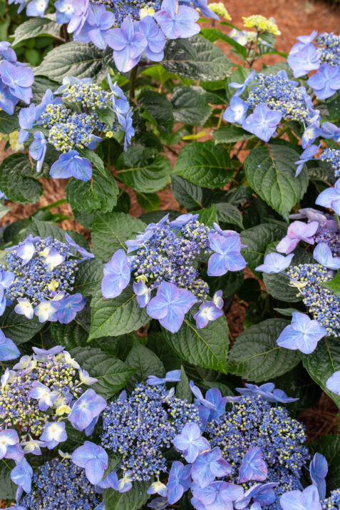 Endless Summer® Pop Starâ ¢ Hydrangea | Plant Addicts
