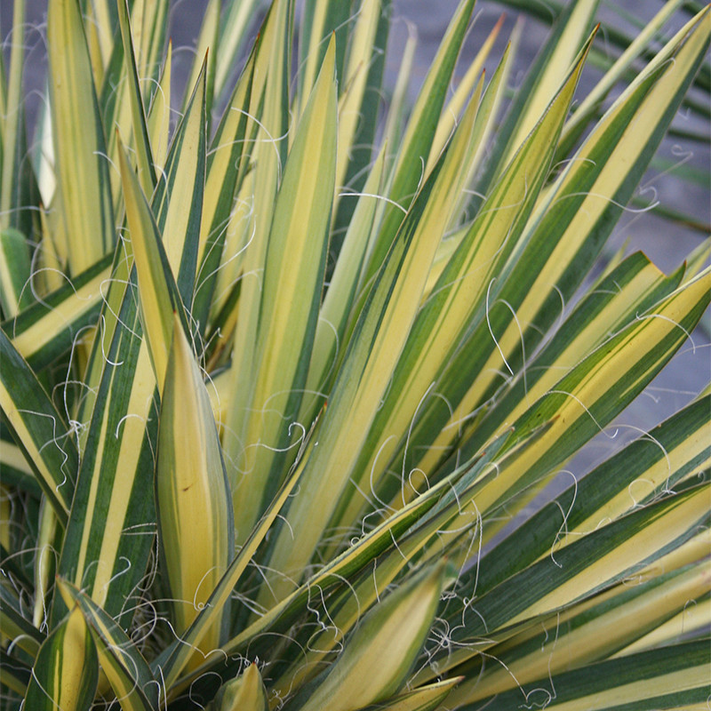 Color Guard Yucca | Plant Addicts