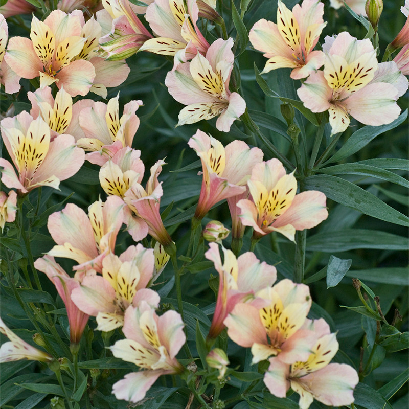 Inca Ice Peruvian Lily | Plant Addicts
