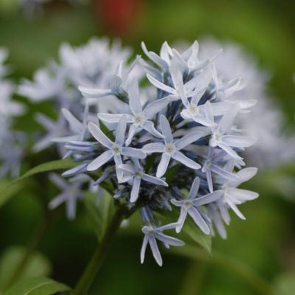 Eastern Bluestar | Plant Addicts