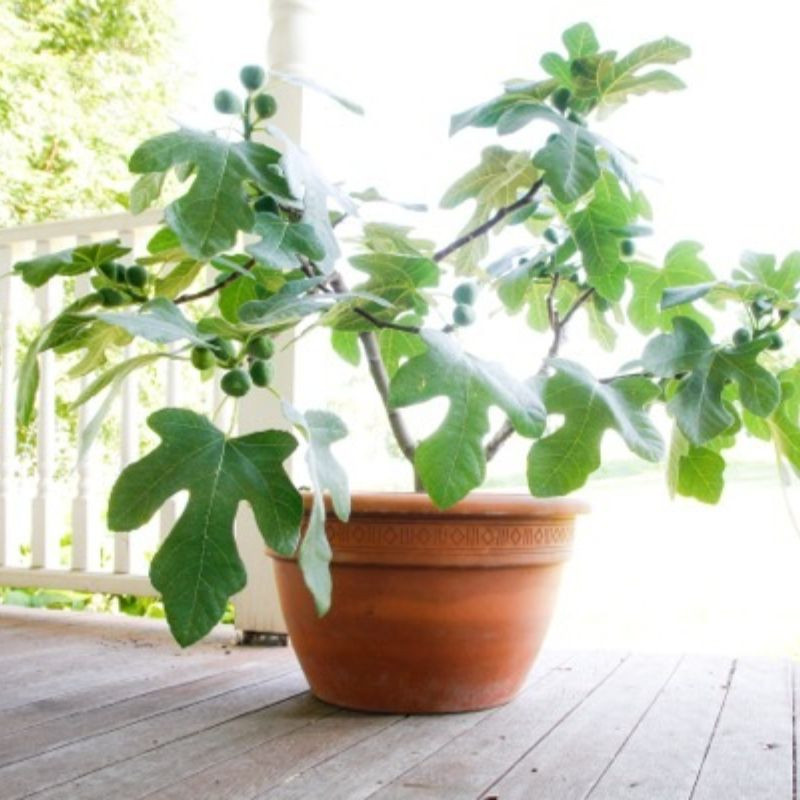 LSU Purple Fig Tree | Plant Addicts