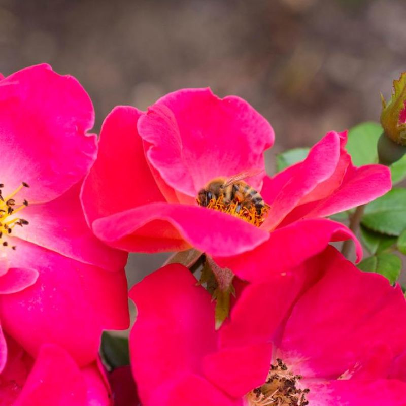 Brick House® Pink Rose | Plant Addicts