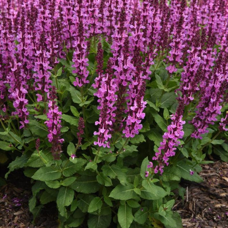 Rose Marvel Meadow Sage | Plant Addicts