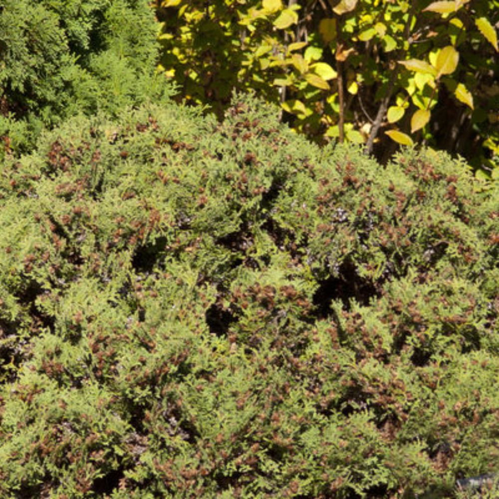 Hetz Midget Arborvitae | Plant Addicts