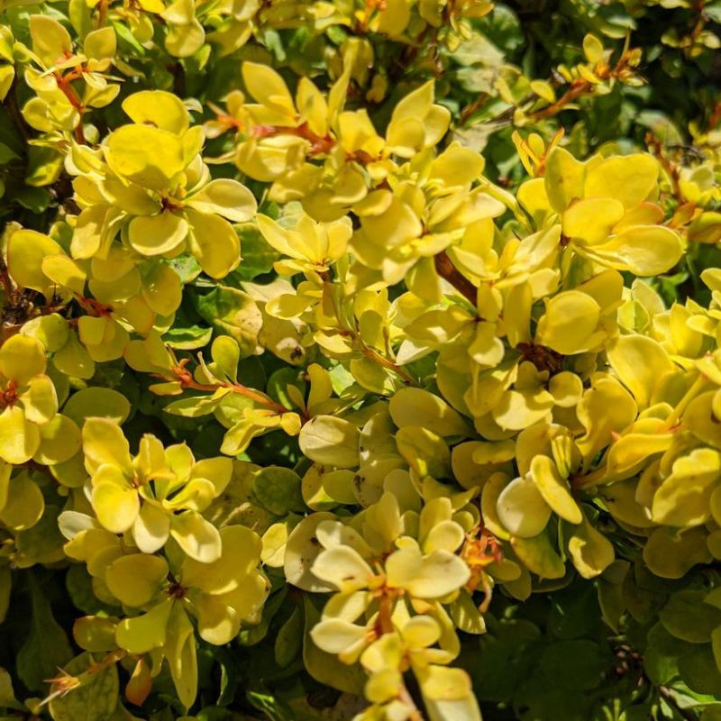 Lemon Cutie® Barberry | Plant Addicts