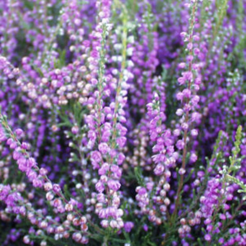 Tib Summer Heather | Plant Addicts