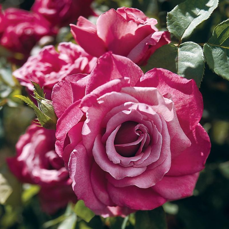 First Prize Hybrid Tea Rose | Plant Addicts