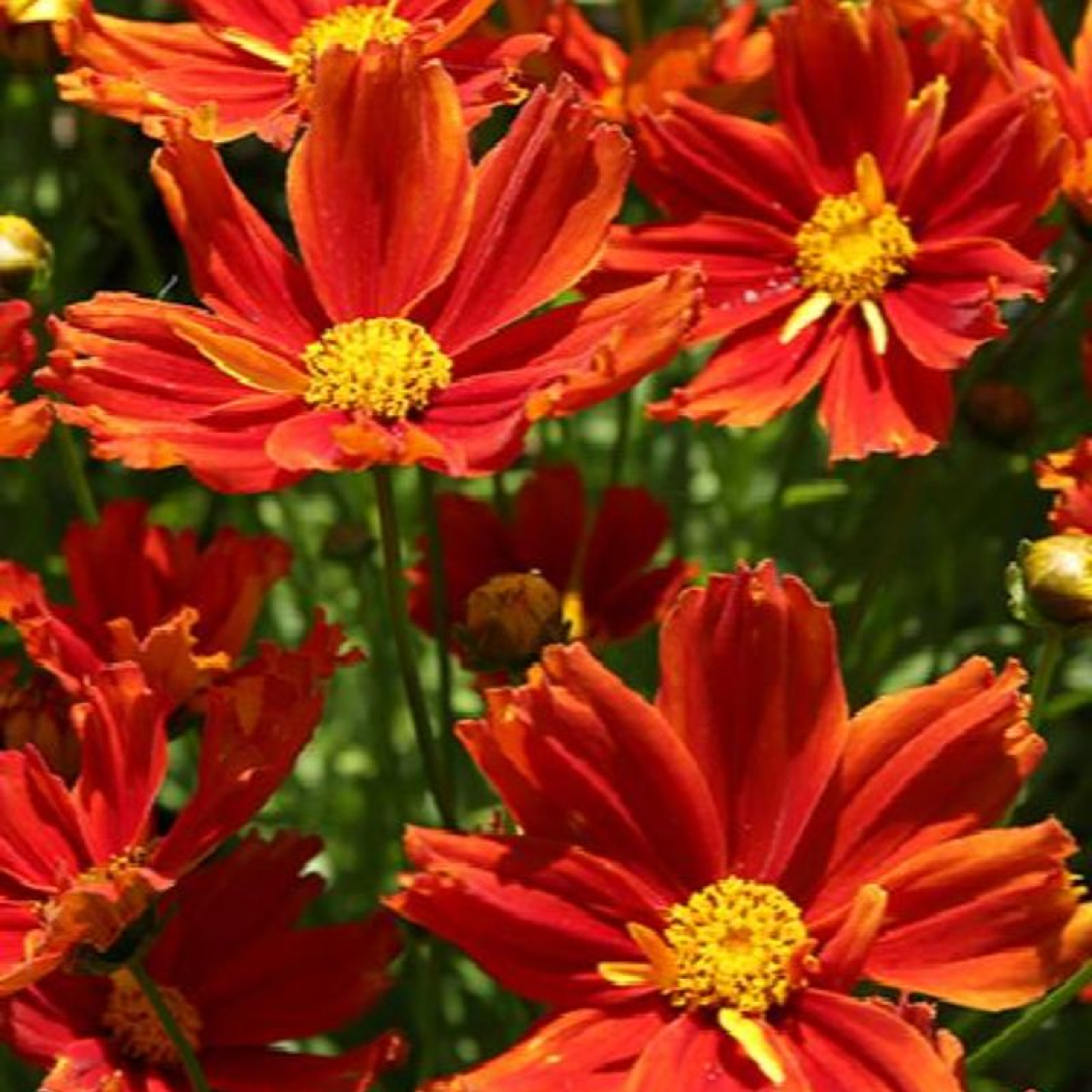 darling-clementine-tickseed-plant-addicts