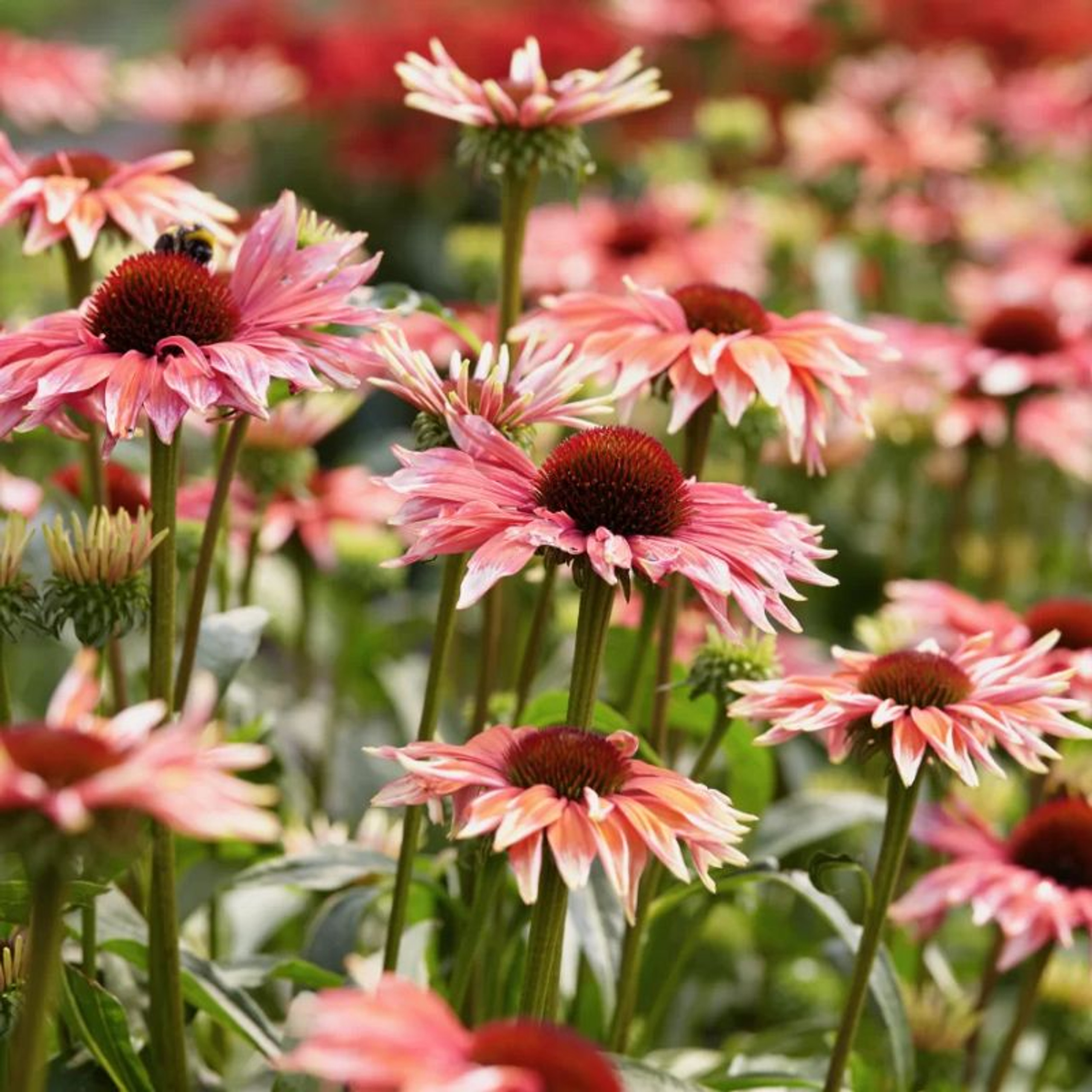 Playful Meadow Mama Coneflower Plant Addicts Playful Meadow Mama Coneflower Plant Addicts